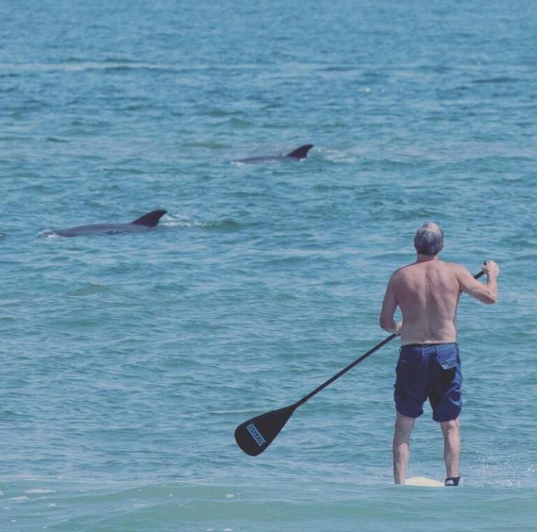 Where to See Dolphins in Virginia Beach - Visit Virginia Beach